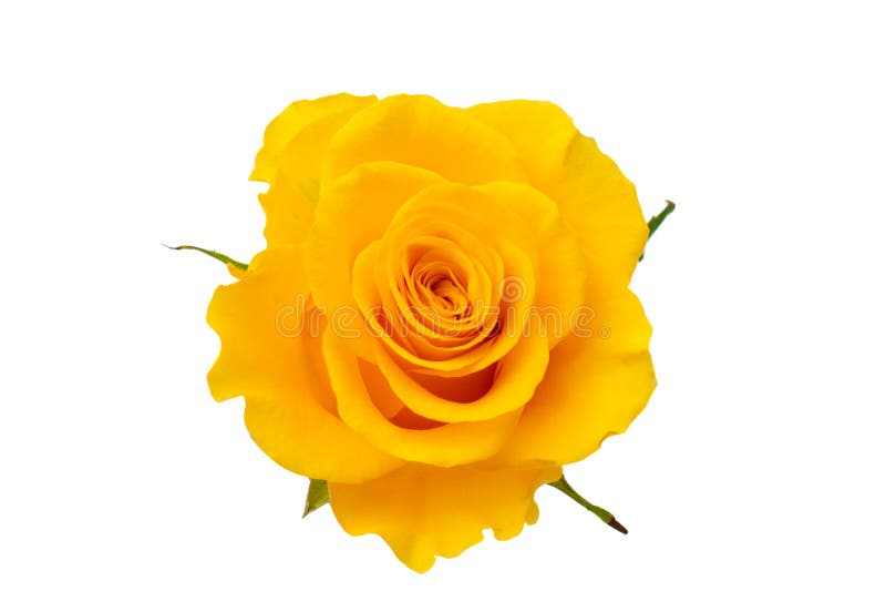 Geel Nam Bloem Dichte Omhooggaand Toe Stock Foto - Afbeelding bestaande ...