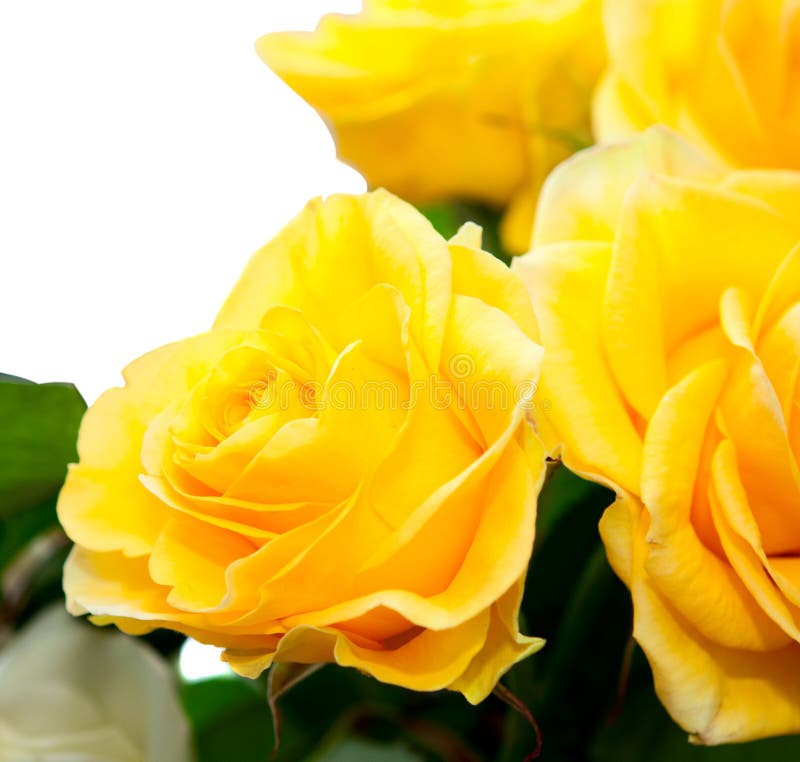 Gele rozen stock foto. Image of bloemblaadjes, boeket - 24325036