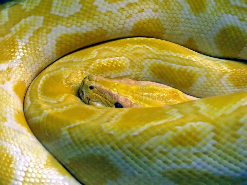 Gele slang stock foto. Image of geklets, behandeling, macht - 1427088