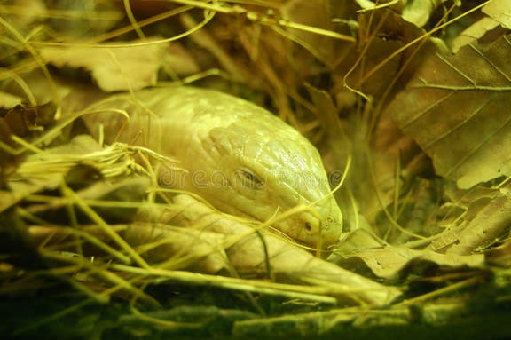 Gele Slang stock afbeelding. Image of niemand, wild, één - 7258529