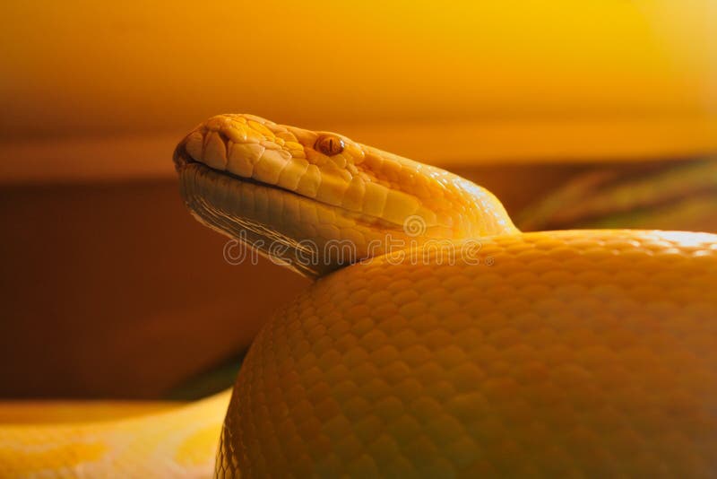 Gele slang stock foto. Image of exotisch, dierentuin, slang - 7912314