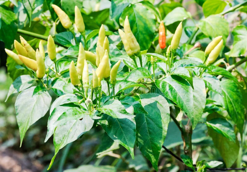 Gele Spaanse peperboom stock afbeelding. Image of kleurrijk - 22009997