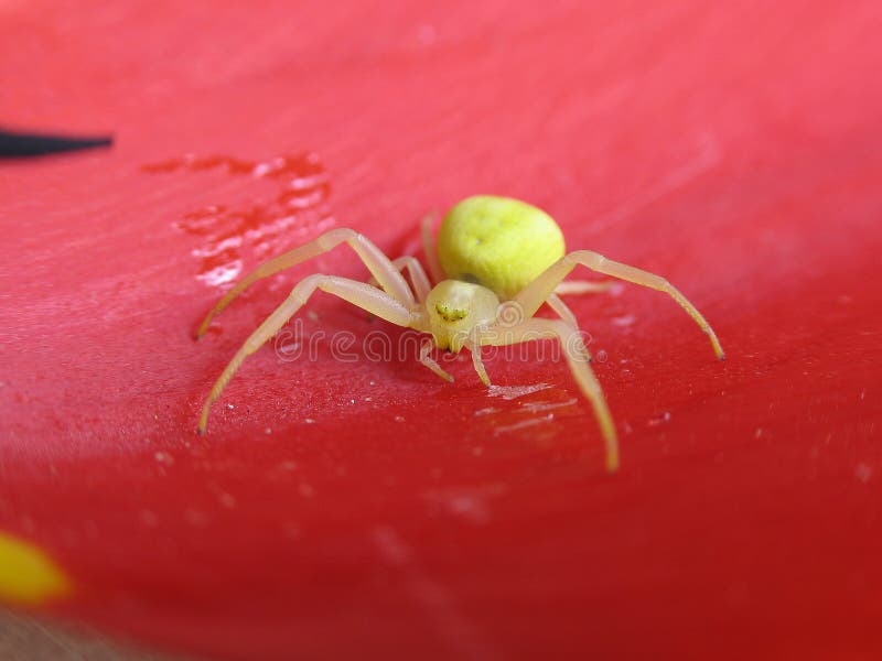 Gele spin stock afbeelding. Image of kruipen, wacht, schepsel - 7031527