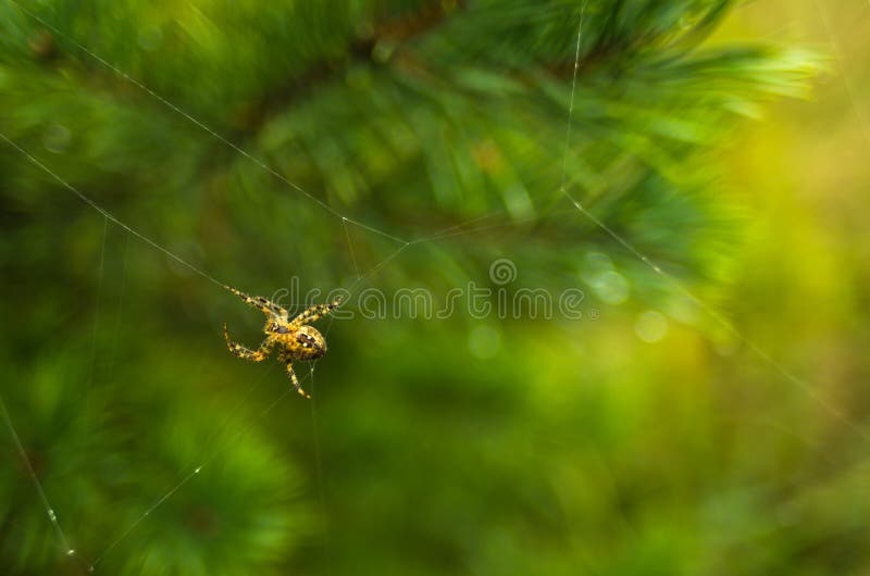 Gele Spin Die Het Web in Een Bos Weven Stock Foto - Image of naughty ...