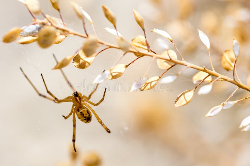 Gele Spin Hangt Van Sagebrush in De Woestijn Stock Foto - Image of dood ...