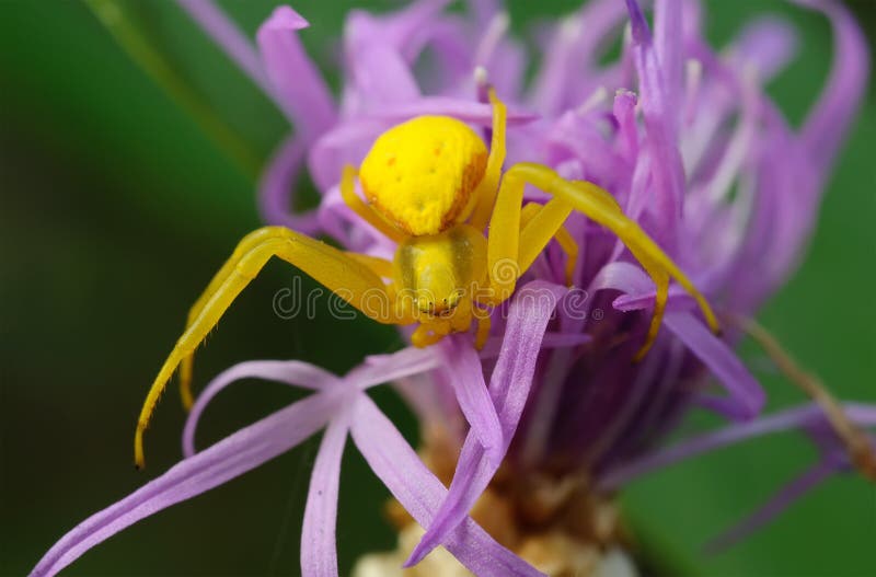 Gele Spin Op Een Purpere Bloem. Stock Foto - Image of geleedpotige ...