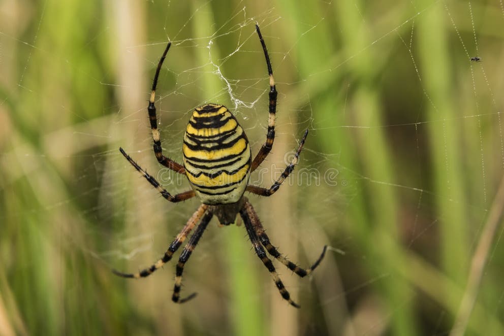 Gele Spin Op Eigen Spinneweb in Groen Gras Stock Foto - Image of groen ...