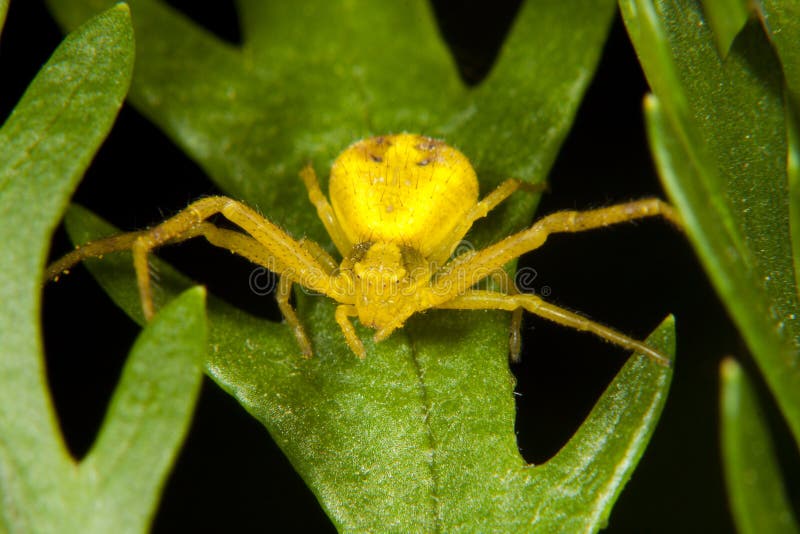 Gele spin op groen blad stock foto. Afbeelding bestaande uit groen ...