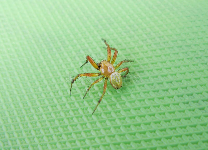 Gele Spin Op Groene Achtergrond Stock Afbeelding - Image of organisme ...