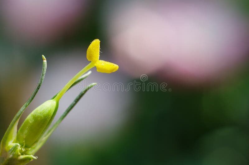 Detail Van Stamper Van Bloem Met Mooie Roze Blackground Stock ...