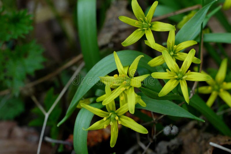 Gele Ster-van-Bethlehem in De Lente Stock Foto - Image of bloemblaadje ...
