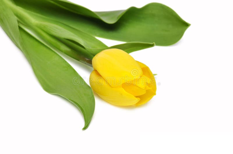 Gele tulp stock foto. Image of bloemen, moeder, bloesem - 23980290