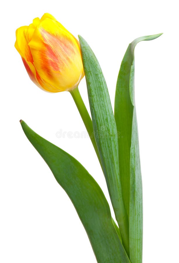 Gele tulp stock foto. Image of vrij, voorwerp, bloesem - 49981254