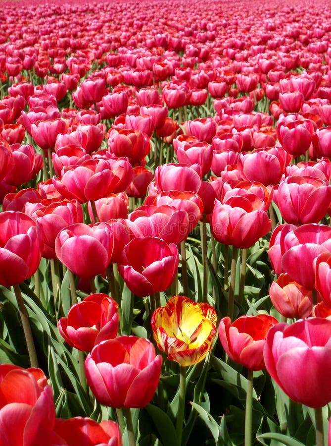 Gele Tulp Tussen Rode Tulpen Stock Foto - Image of tulpen, flora: 33093040