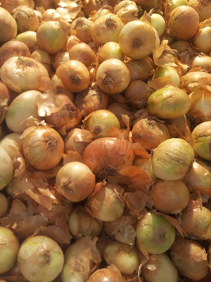 Gele ui in de mand stock afbeelding. Image of naughty - 41828229