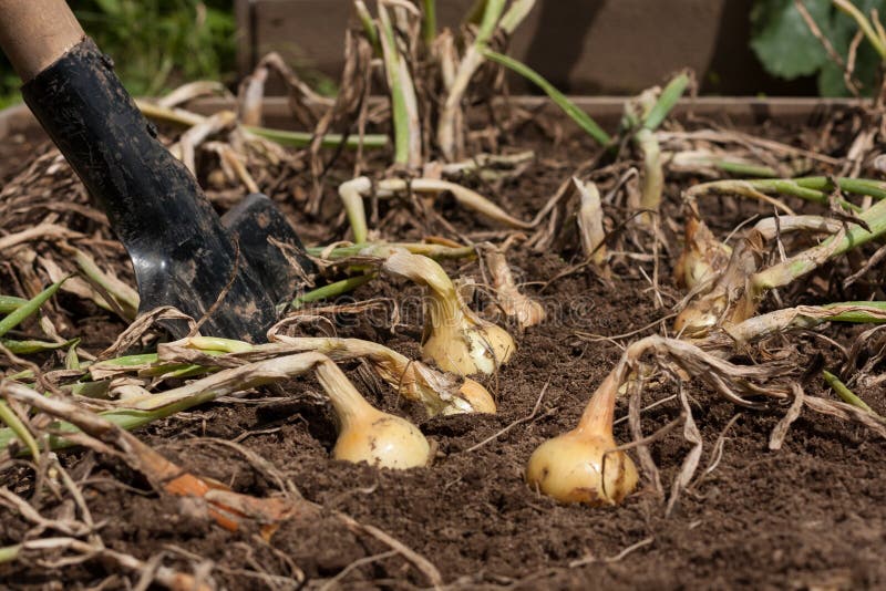 Gele Ui in Grond met Spade stock foto. Image of tuin - 92443956