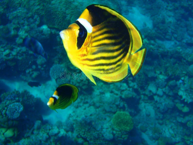 Gele tropische vissen stock foto. Image of vlinder, zwart - 11041508
