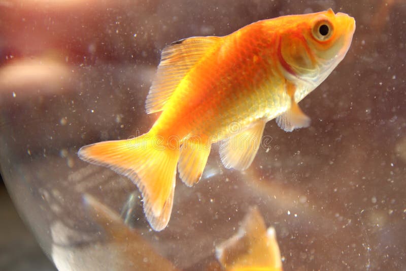 Gele vissen stock foto. Image of geel, voedsel, leven - 93346588