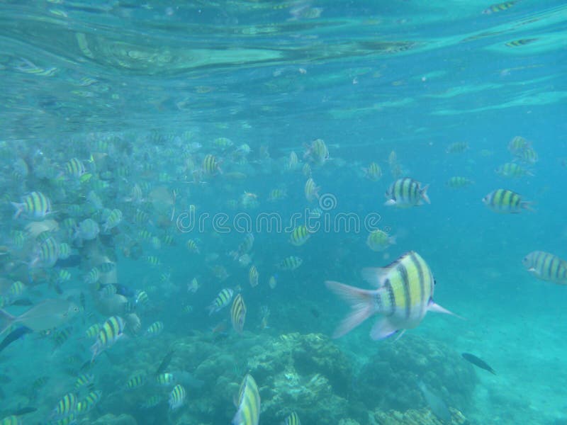 Gele vissen onder water stock afbeelding. Image of vissen - 34875271