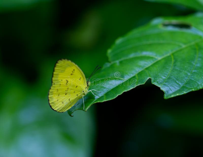 Gele Vlinder stock foto. Image of wild, nave, genomen - 125093452