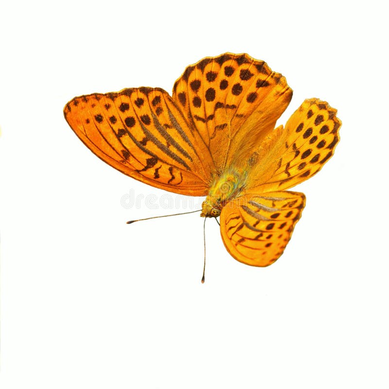 Gele vlinder stock afbeelding. Image of insect, gegevens - 15553039