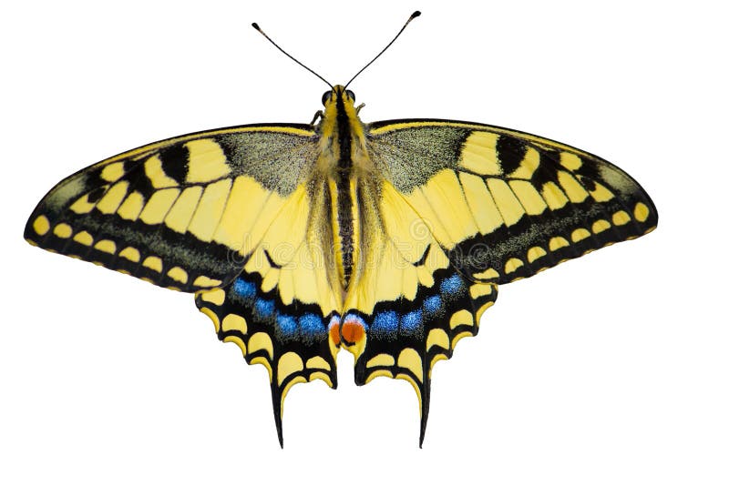 Vlinder, Klein Gras-Geel, Eurema Smilax Stock Foto - Image of sluit ...