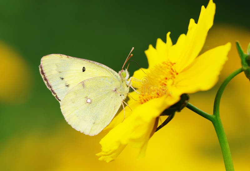 Gele vlinder stock foto. Image of schoonheid, gevoelig - 4778882