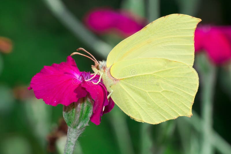 Gele Vlinder op een Bloei stock foto. Image of installatie - 15235892
