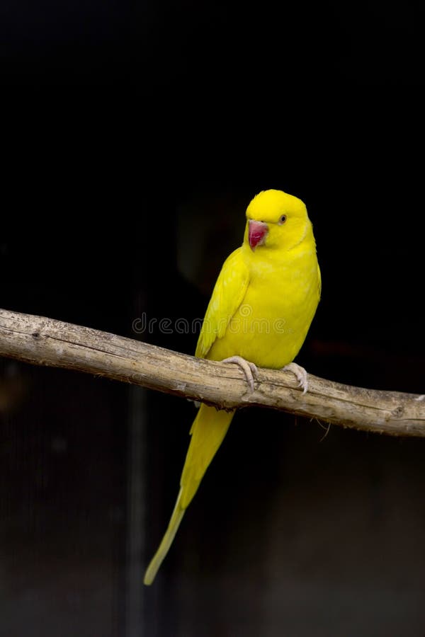 Gele vogel als huisdier stock foto. Image of geel, zitting - 38933906