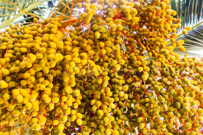 Gele Vruchten Op Een Datumpalm Stock Foto - Image of exotisch, vrucht ...