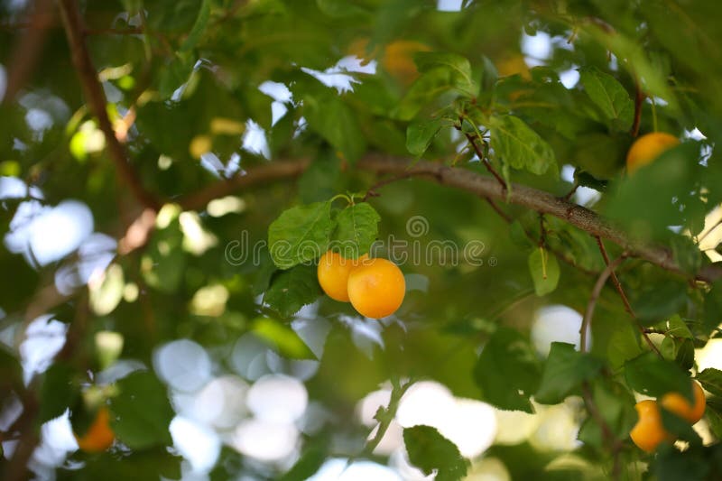 Gele Vruchten Van Een Mirabelpruim Stock Afbeelding - Image of vrucht ...