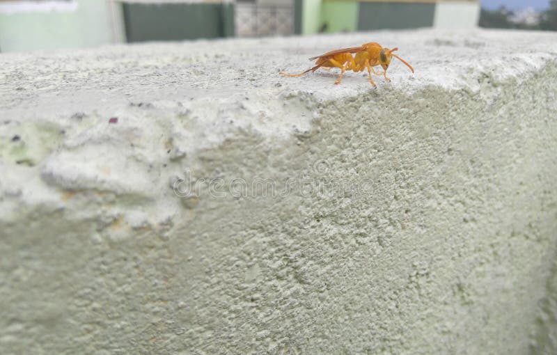 Gele Wesp, Insect Dat Aan De Muur Zit, Macrofoto's, Foto's Van Wild ...