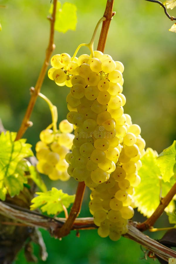 Gele Wijndruif stock afbeelding. Image of druif, wijnstok - 32323247