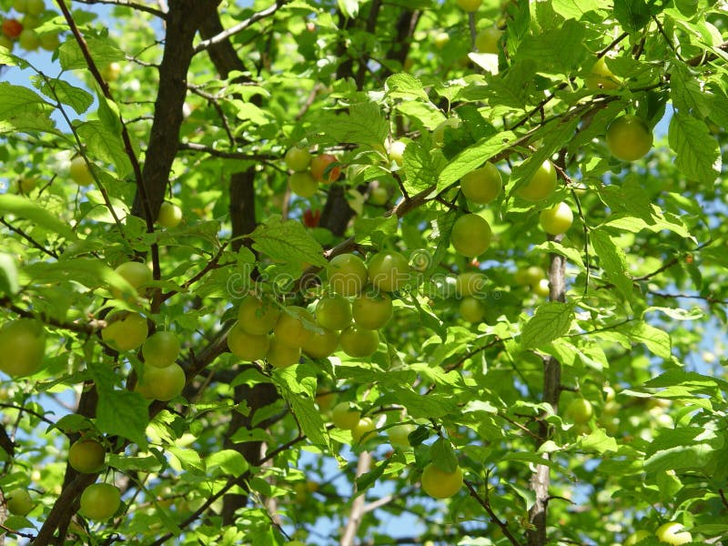 Gele Wilde Pruim stock foto. Image of ontwerp, buiten - 95042494