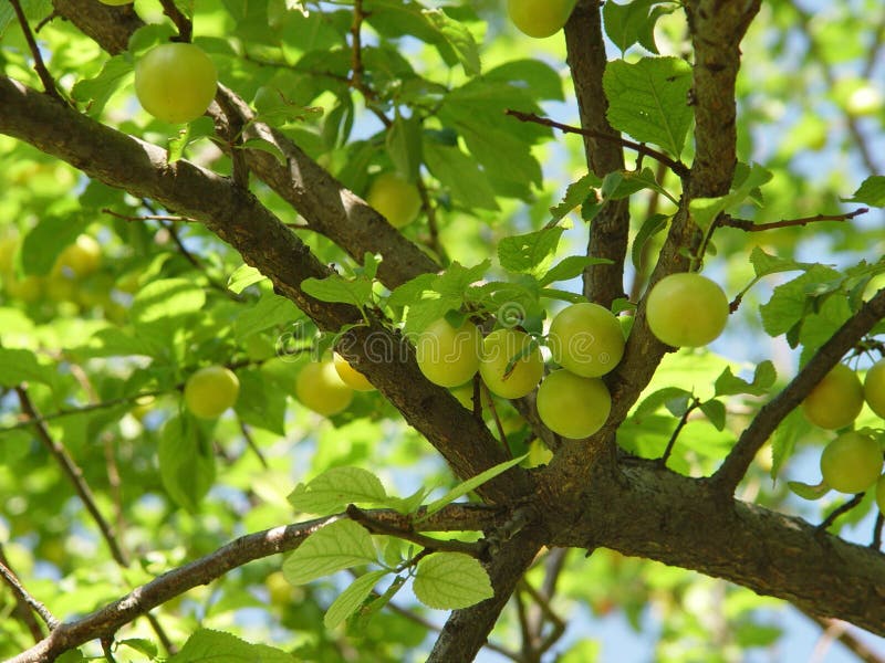Gele Wilde Pruim stock foto. Image of ontwerp, buiten - 95042494