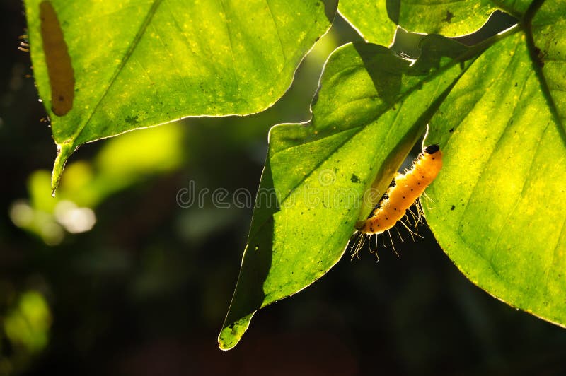 Gele worm stock foto. Image of niemand, geel, groen, insect - 14766088
