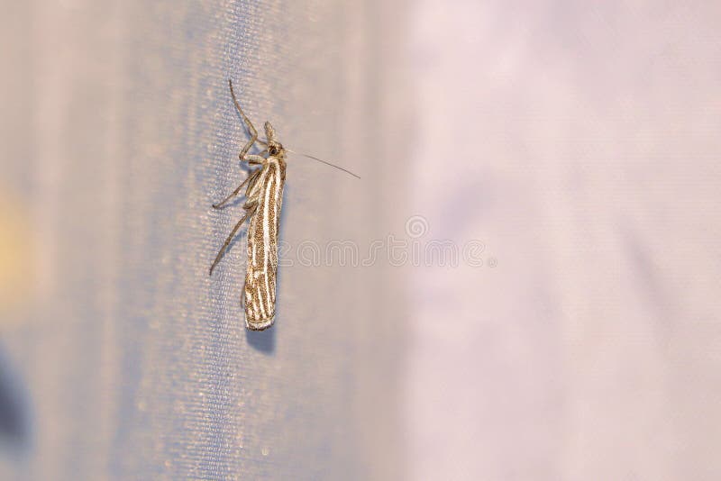 Gelechiid moth stock photo. Image of moth, brown, streak - 249121980