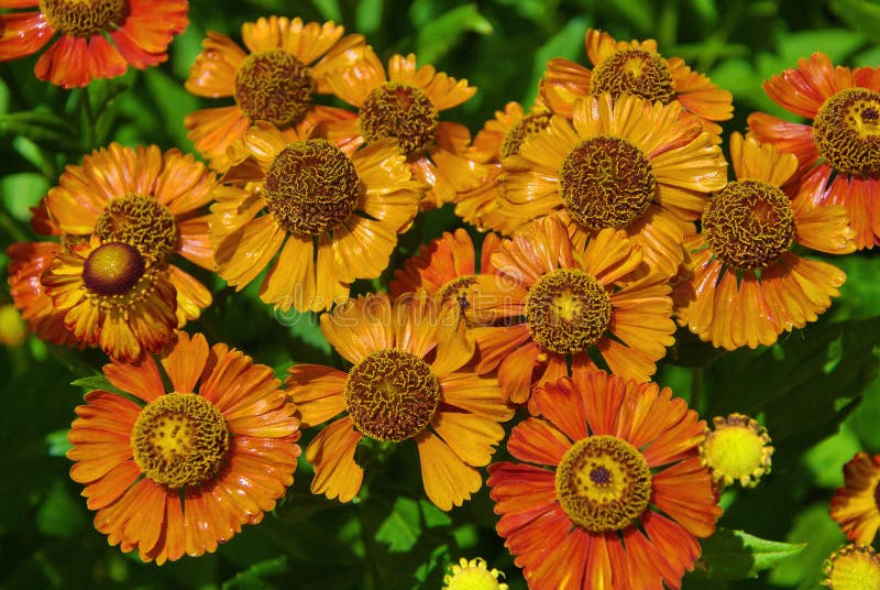 Gelenium (Helenium) stock image. Image of garden, colors - 32563253