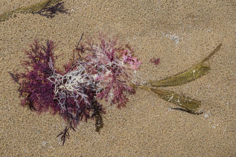 Gelidium Sesquipedale Stock Photos - Free & Royalty-Free Stock Photos ...