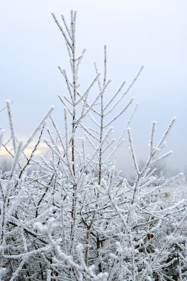 Gelo immagine stock. Immagine di cristalli, filiale, gambo - 1838147