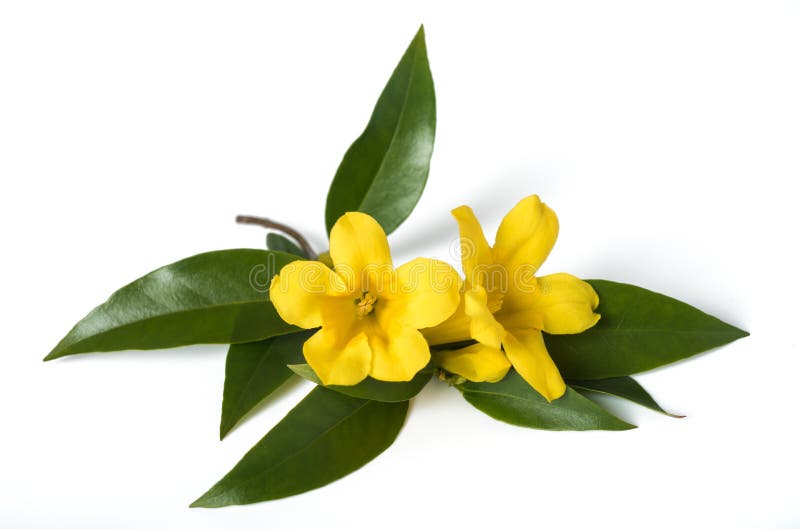 Gelsemium sempervirens stock photo. Image of blossom - 146205578