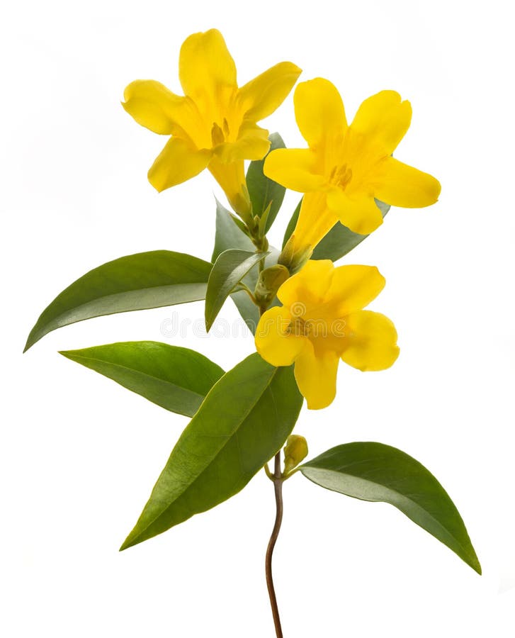 Gelsemium sempervirens stock photo. Image of blossom - 229680828