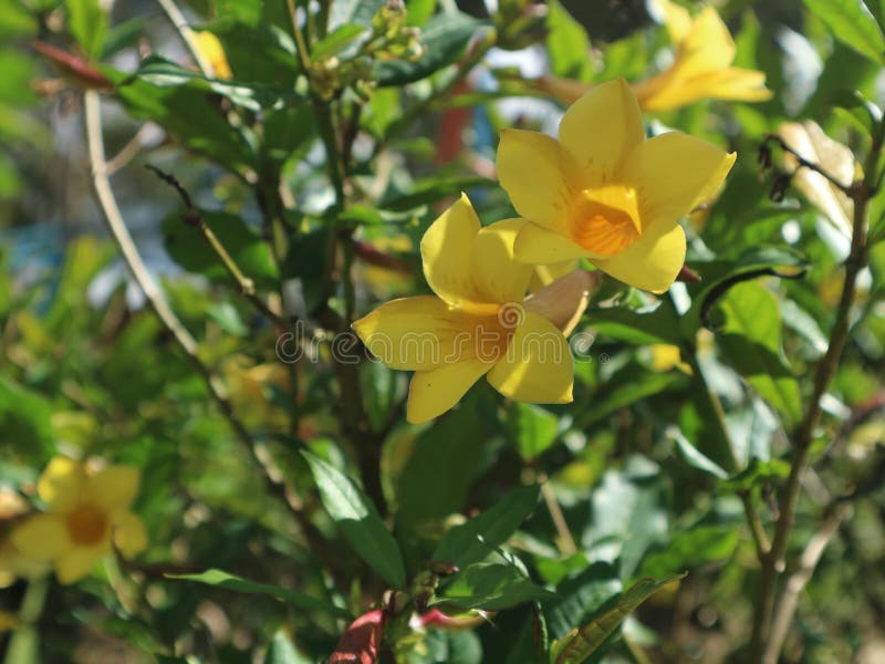Gelsemium Sempervirens Which Grows in Indonesia Stock Image - Image of ...