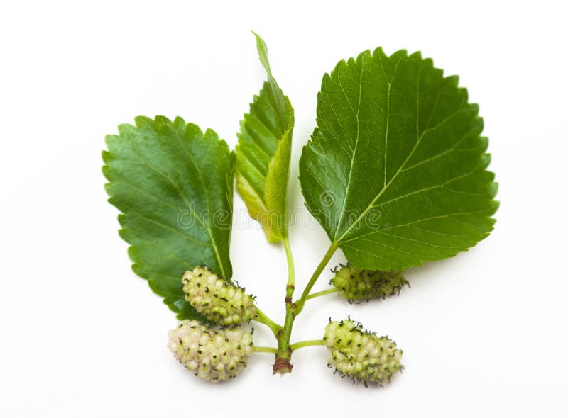 Gelsi bianchi immagine stock. Immagine di fogli, alimento - 26497069