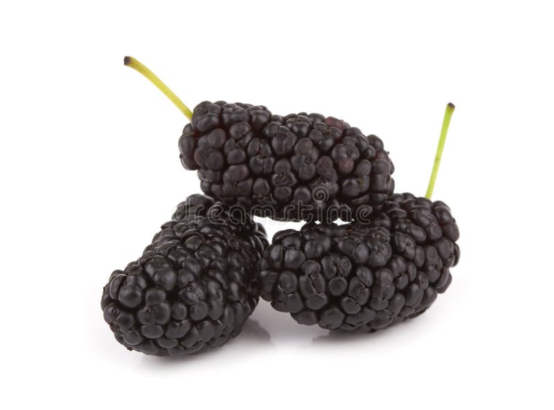Gelsi neri fotografia stock. Immagine di maturo, isolato - 58373734