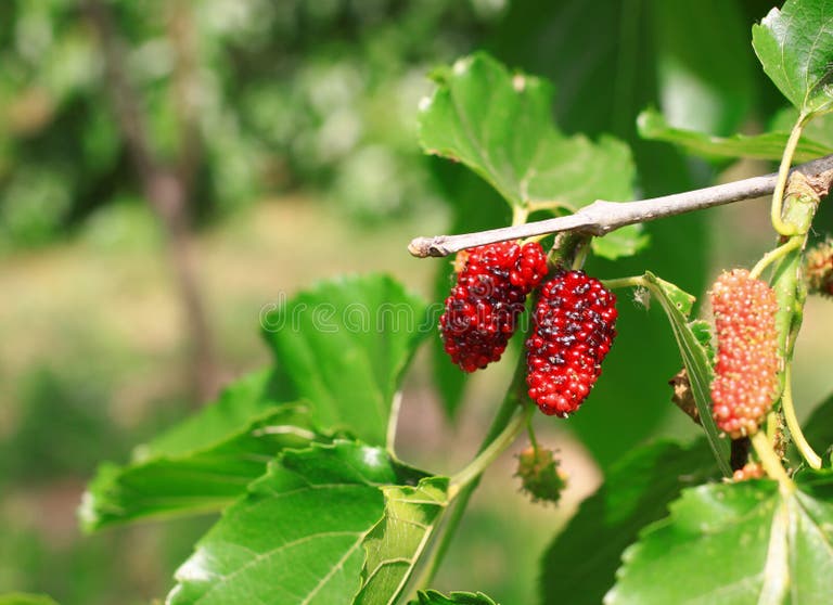 Gelso fotografia stock. Immagine di albero, scuro, cina - 117051780