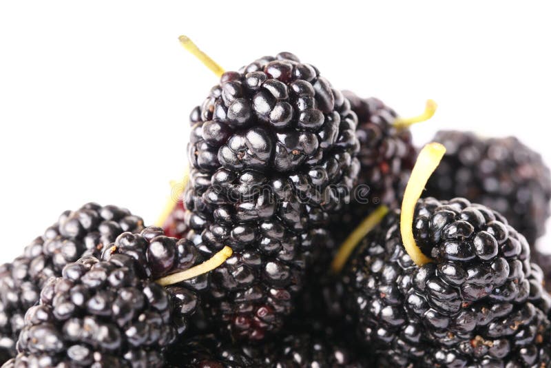 Gelso immagine stock. Immagine di alimento, gelatina - 24568493