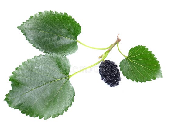 Gelso fotografia stock. Immagine di nero, grezzo, chiusura - 32791952