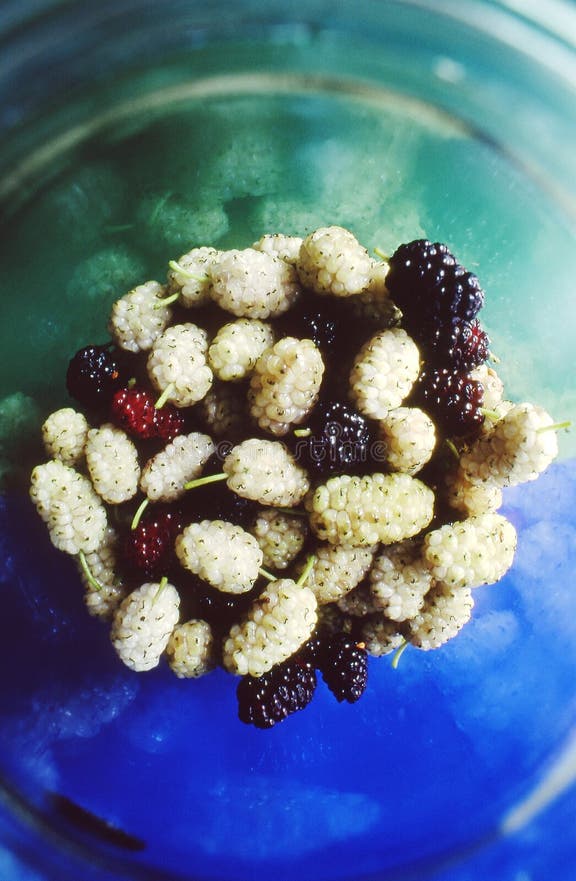 Gelso fotografia stock. Immagine di consumo, colore, nutrizione - 3615974