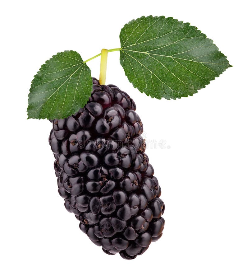 Gelso fotografia stock. Immagine di consumo, estate, pulito - 41090724